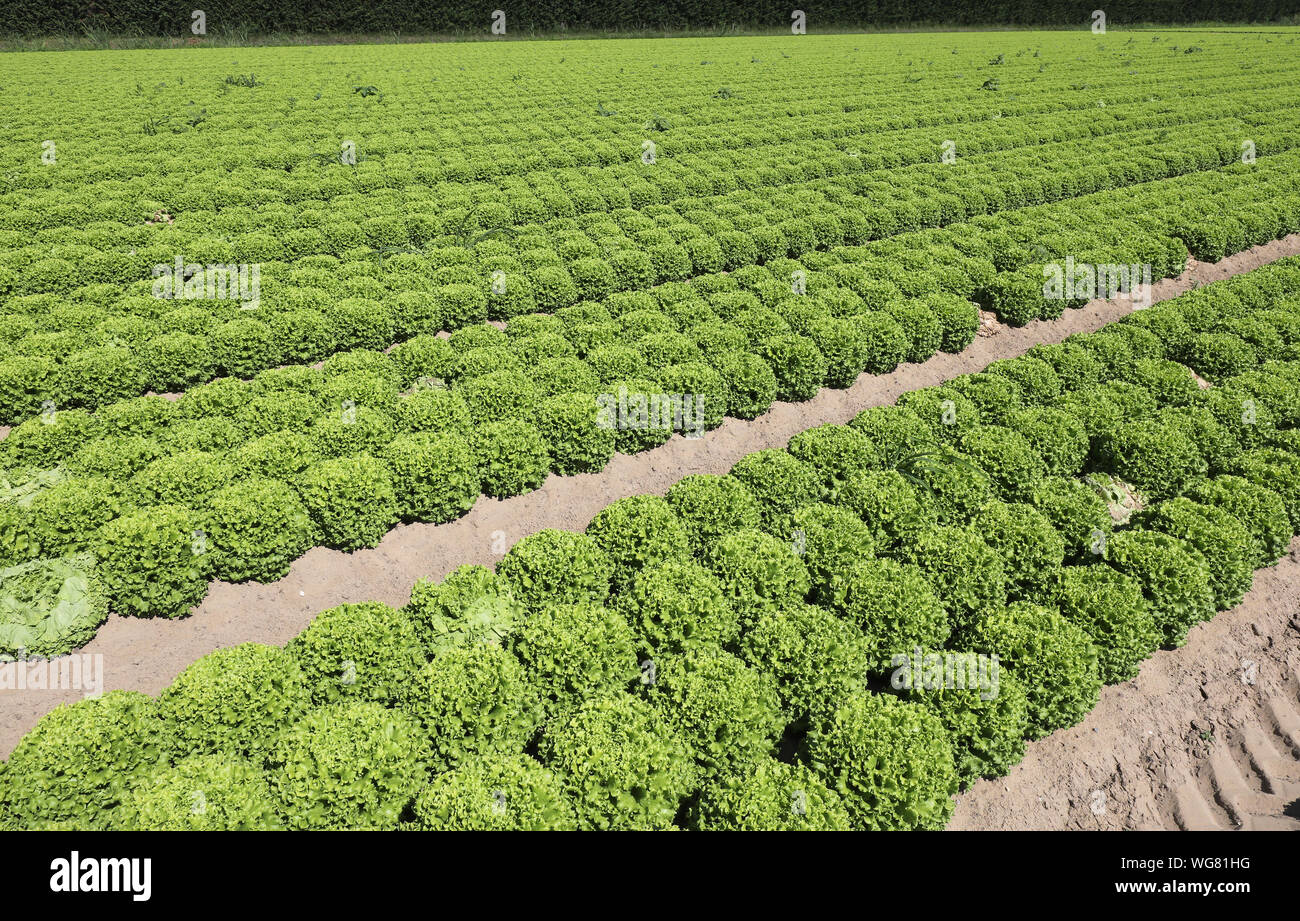 wide field of green lettuce grown with organic techniques without ...