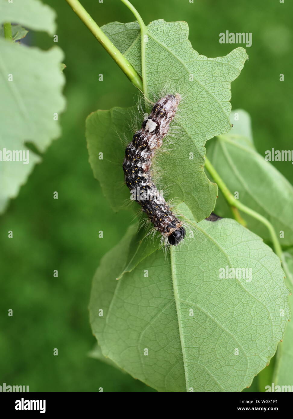Hairy caterpillar of poplar gray moth Acronicta megacephala on poplar ...