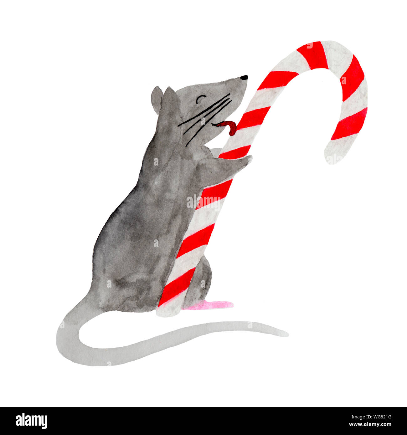 Watercolor illustration of Christmas rat licking candy cane. Hand drawn ...