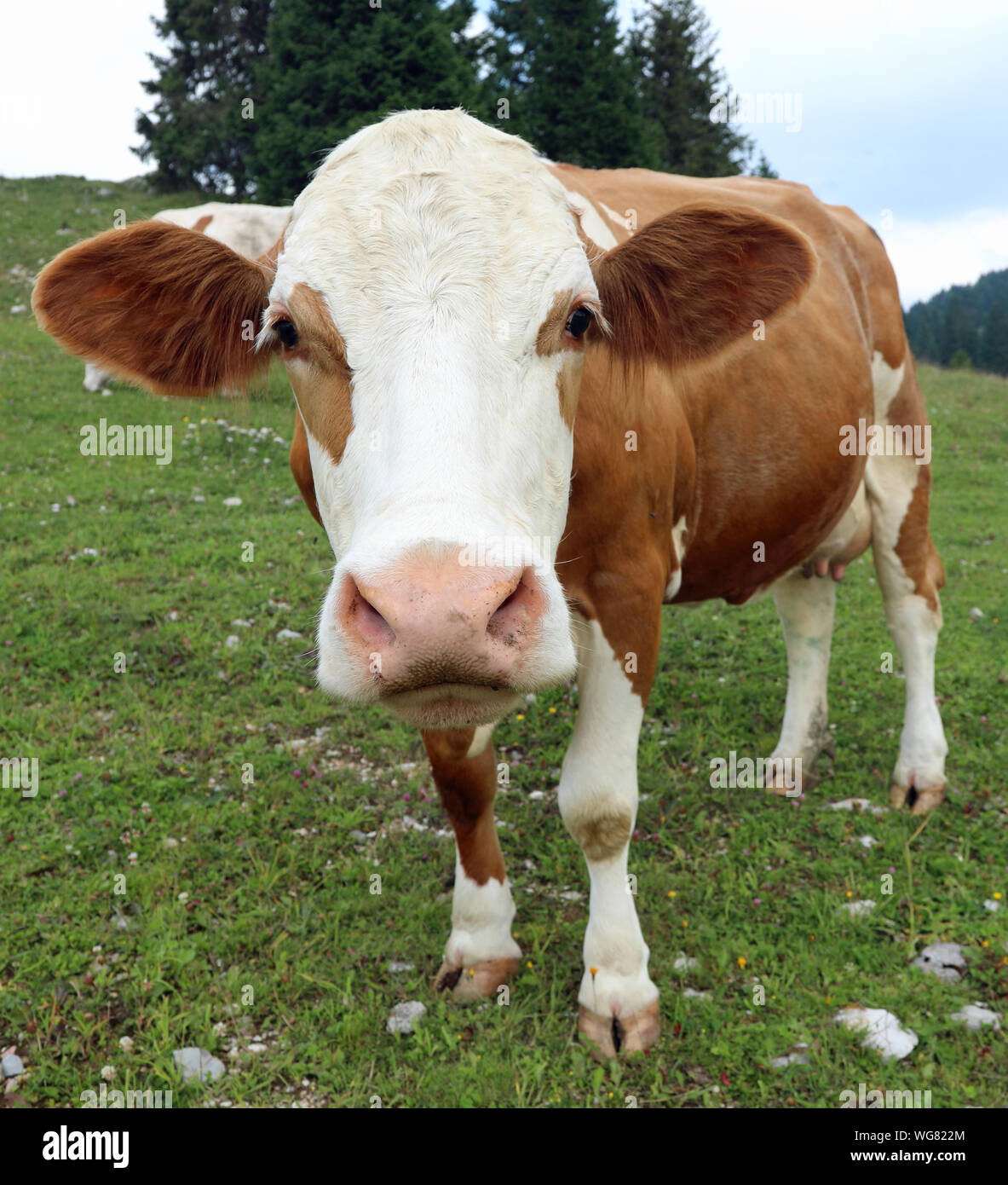 big muzzle of a brown and white cow photographed by fisheye lens Stock ...
