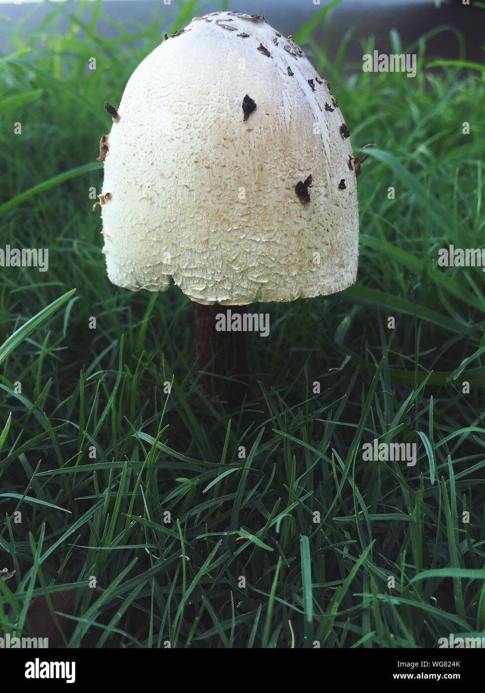Toadstool white hi-res stock photography and images - Alamy