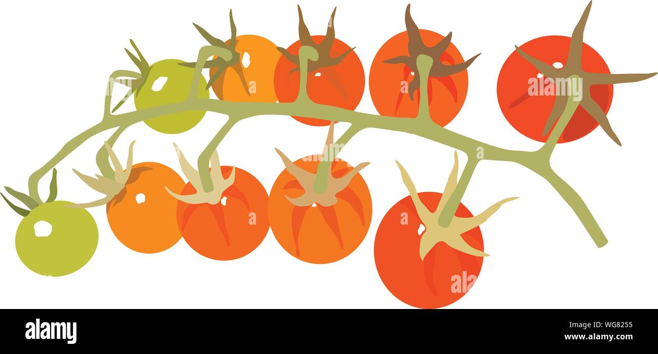 Vector colorful cherry tomato isolated illustration Stock Vector Image ...