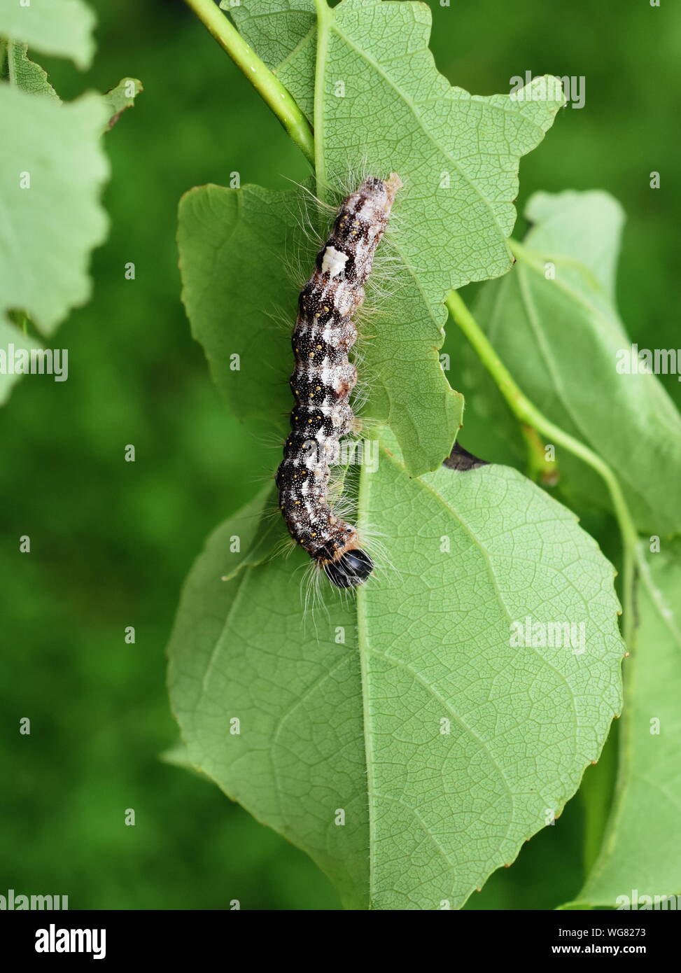 Hairy caterpillar of poplar gray moth Acronicta megacephala on poplar ...