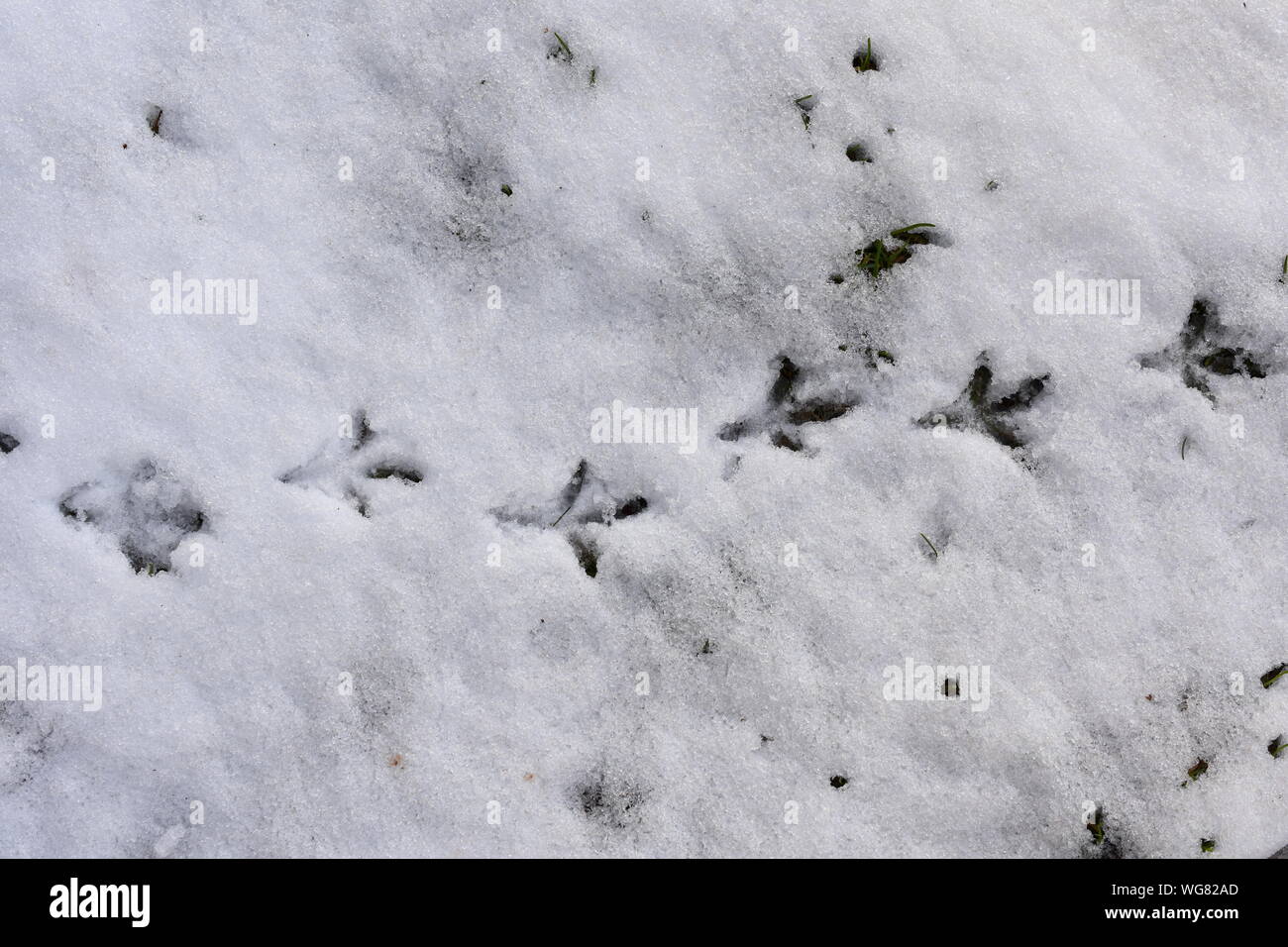 Snow white dove hi-res stock photography and images - Alamy