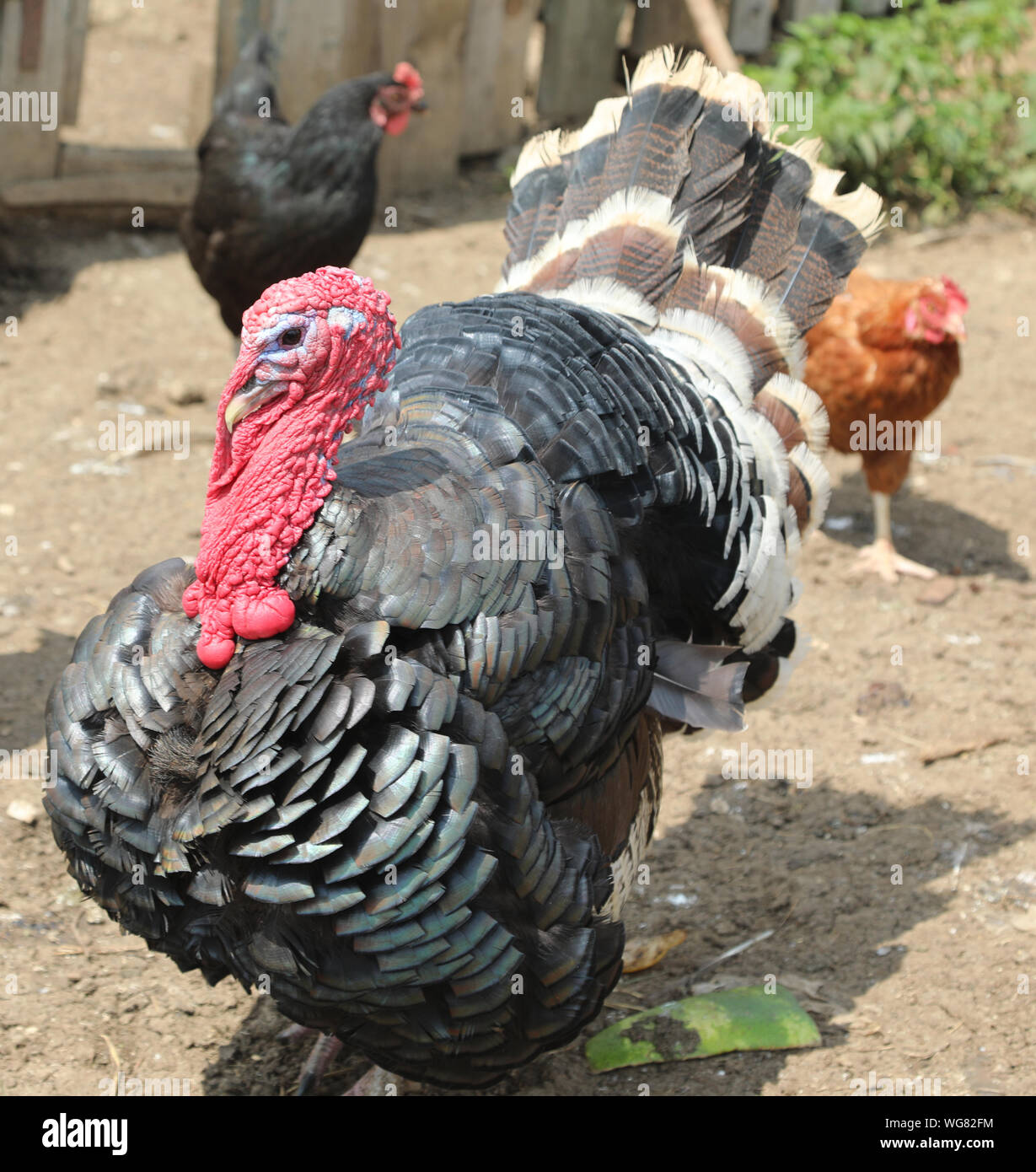 Red wattle on forehead hi-res stock photography and images - Alamy