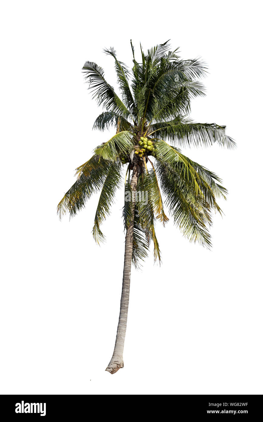 Palm white background hi-res stock photography and images - Alamy