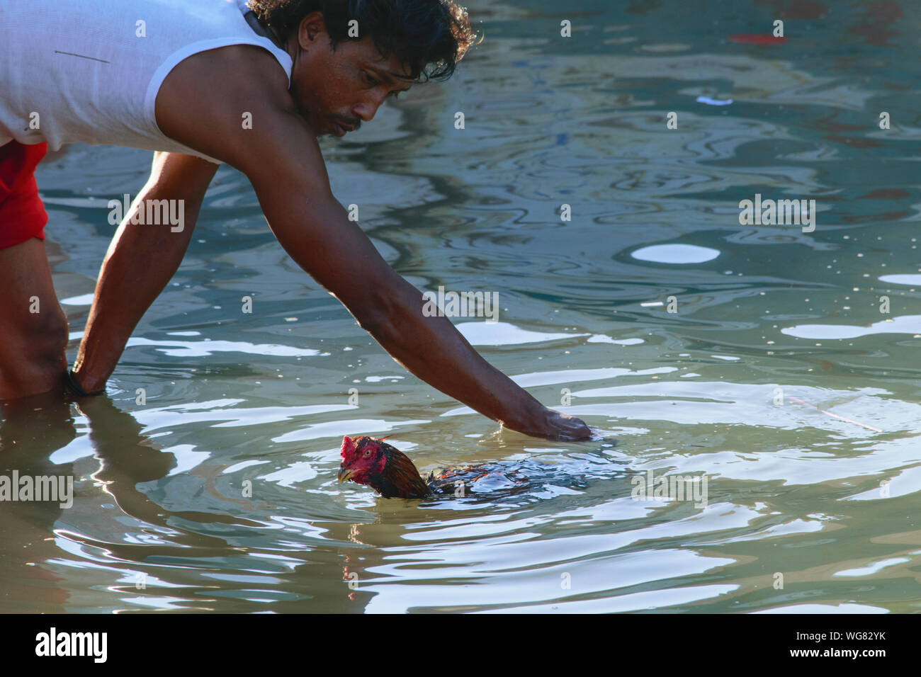 Mid length rooster hi-res stock photography and images - Alamy