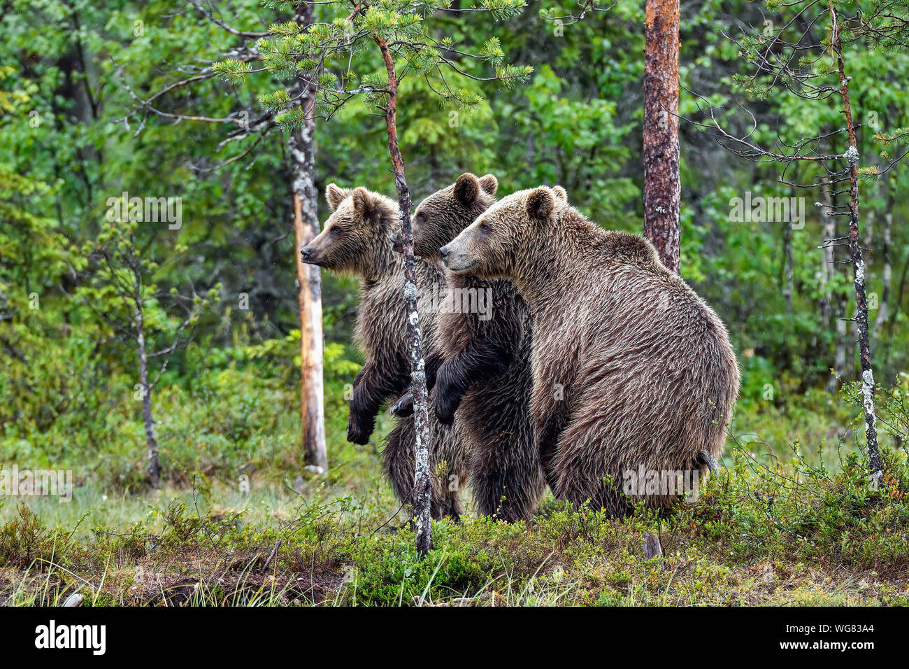 Brown bear standing against tree hi-res stock photography and images ...