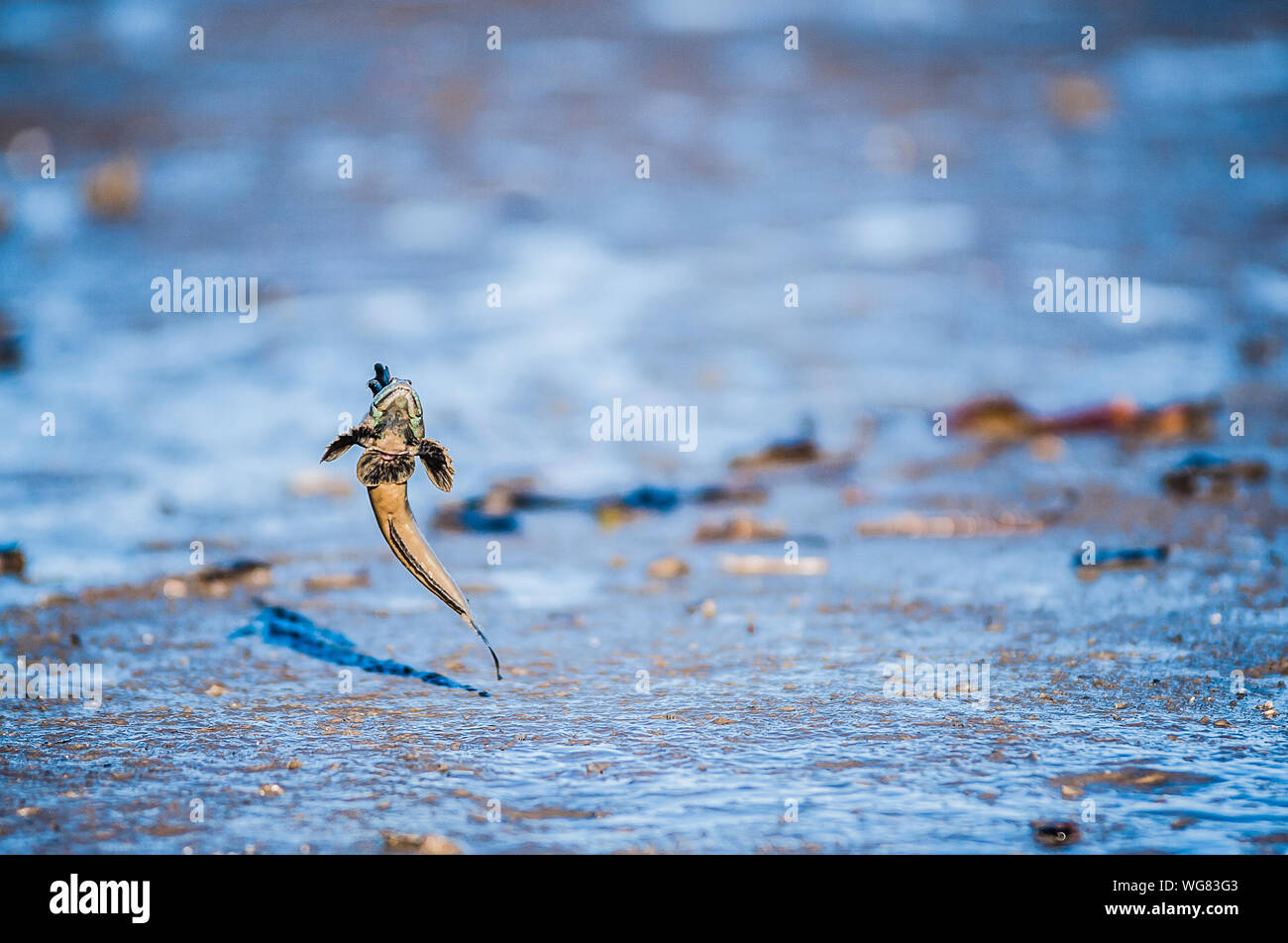 Mudskipper High Resolution Stock Photography and Images - Alamy