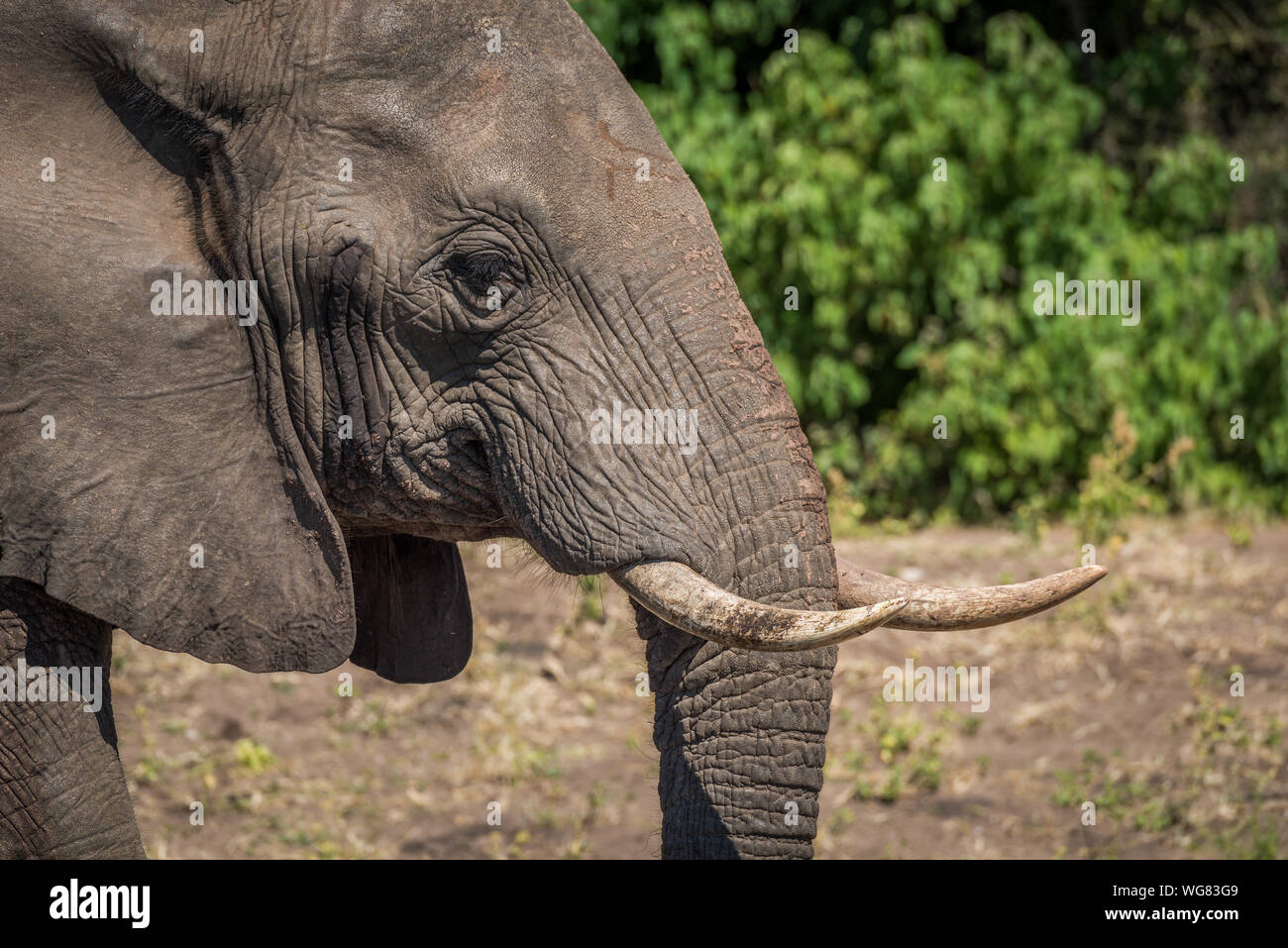 Side profile elephant hi-res stock photography and images - Alamy