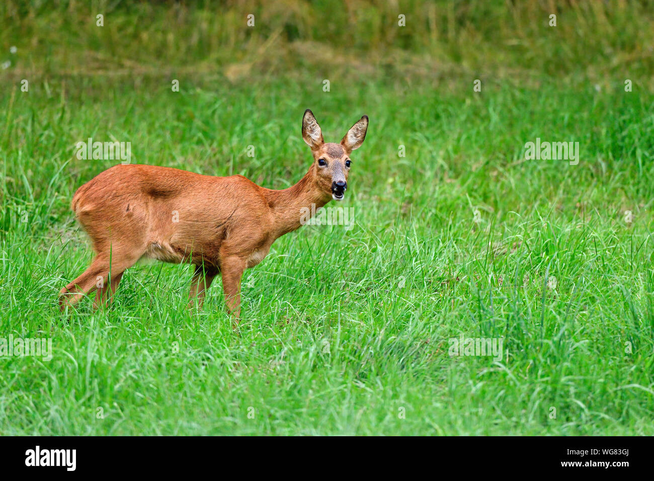 Roe deer doe field hi-res stock photography and images - Alamy