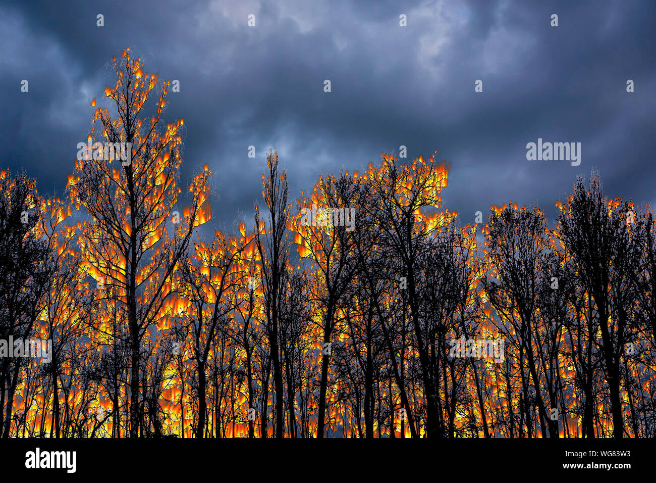 trees on fire, concept for Amazon forest burning Stock Photo - Alamy