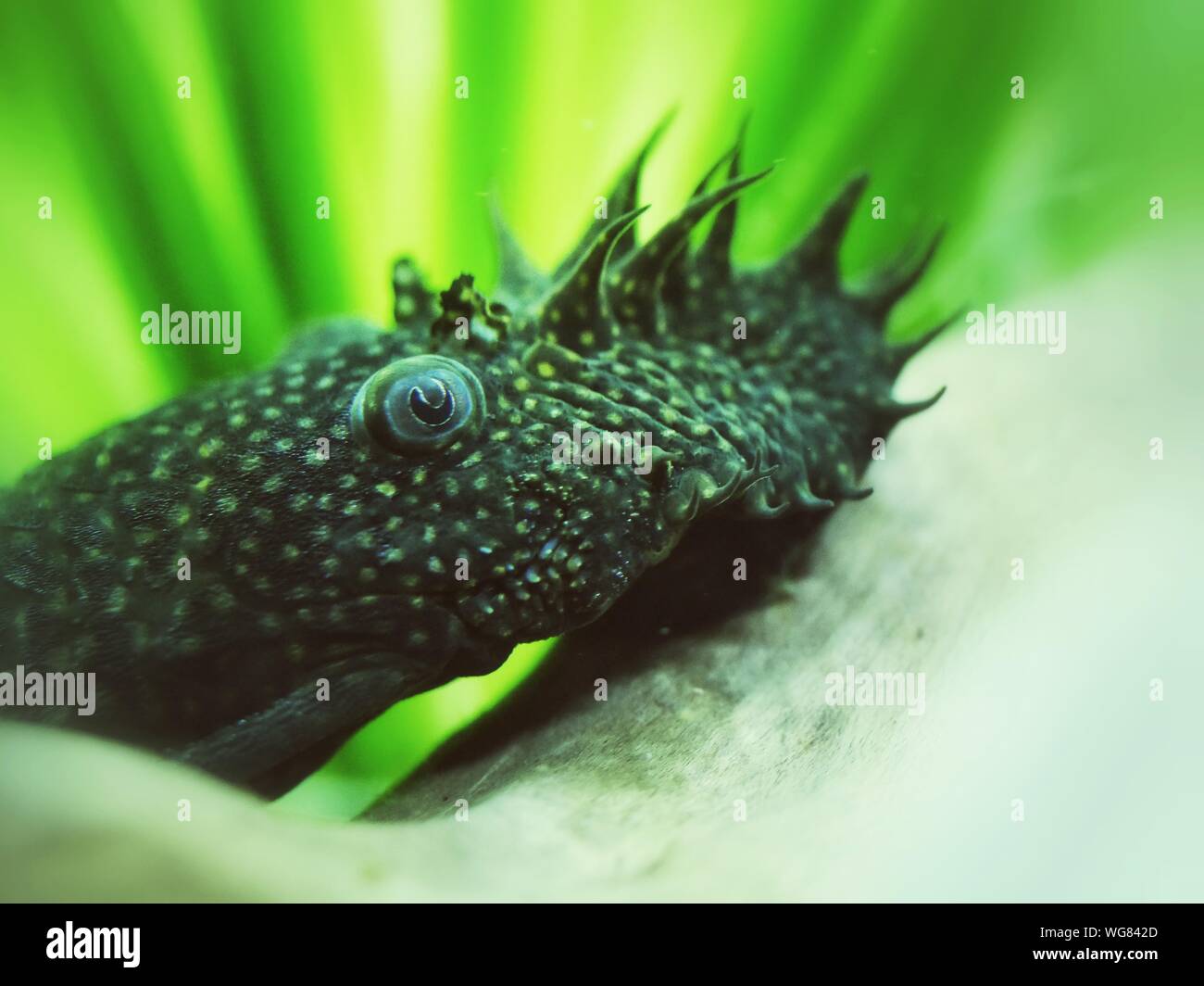 Spotted pimelodus or pictus catfish hi-res stock photography and images ...