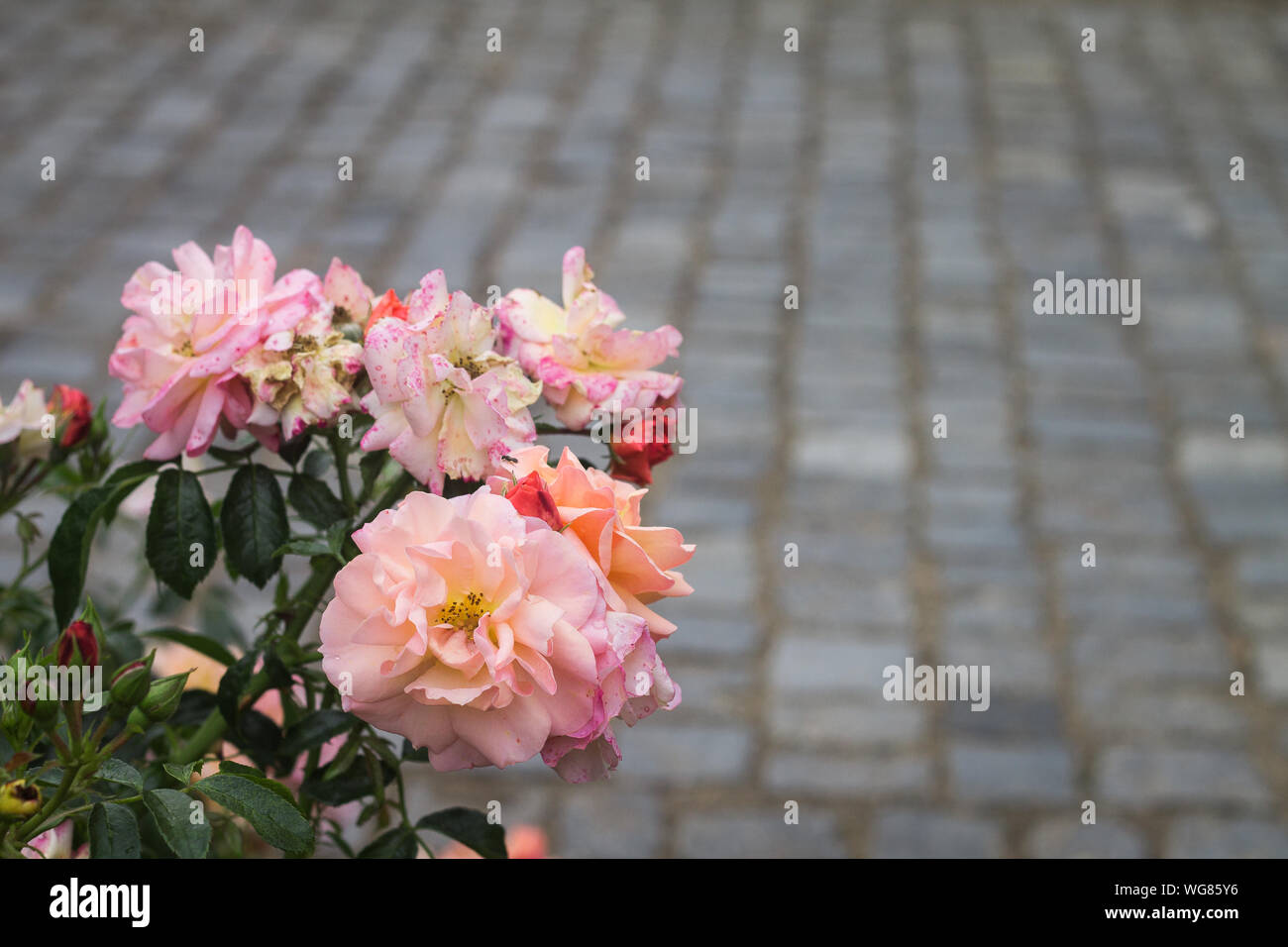 Front garden roses path hi-res stock photography and images - Alamy