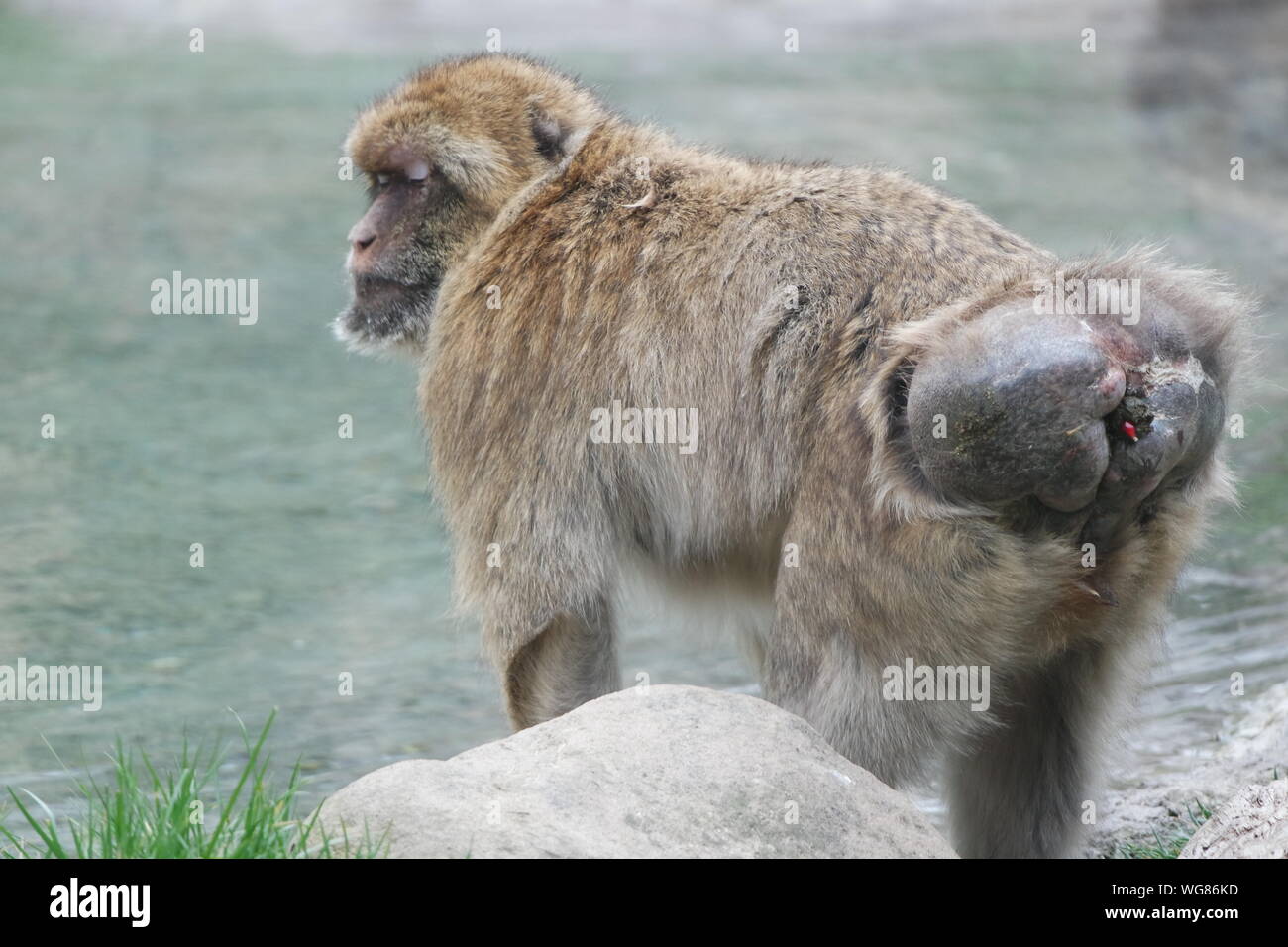 Monkey Standing High Resolution Stock Photography and Images - Alamy