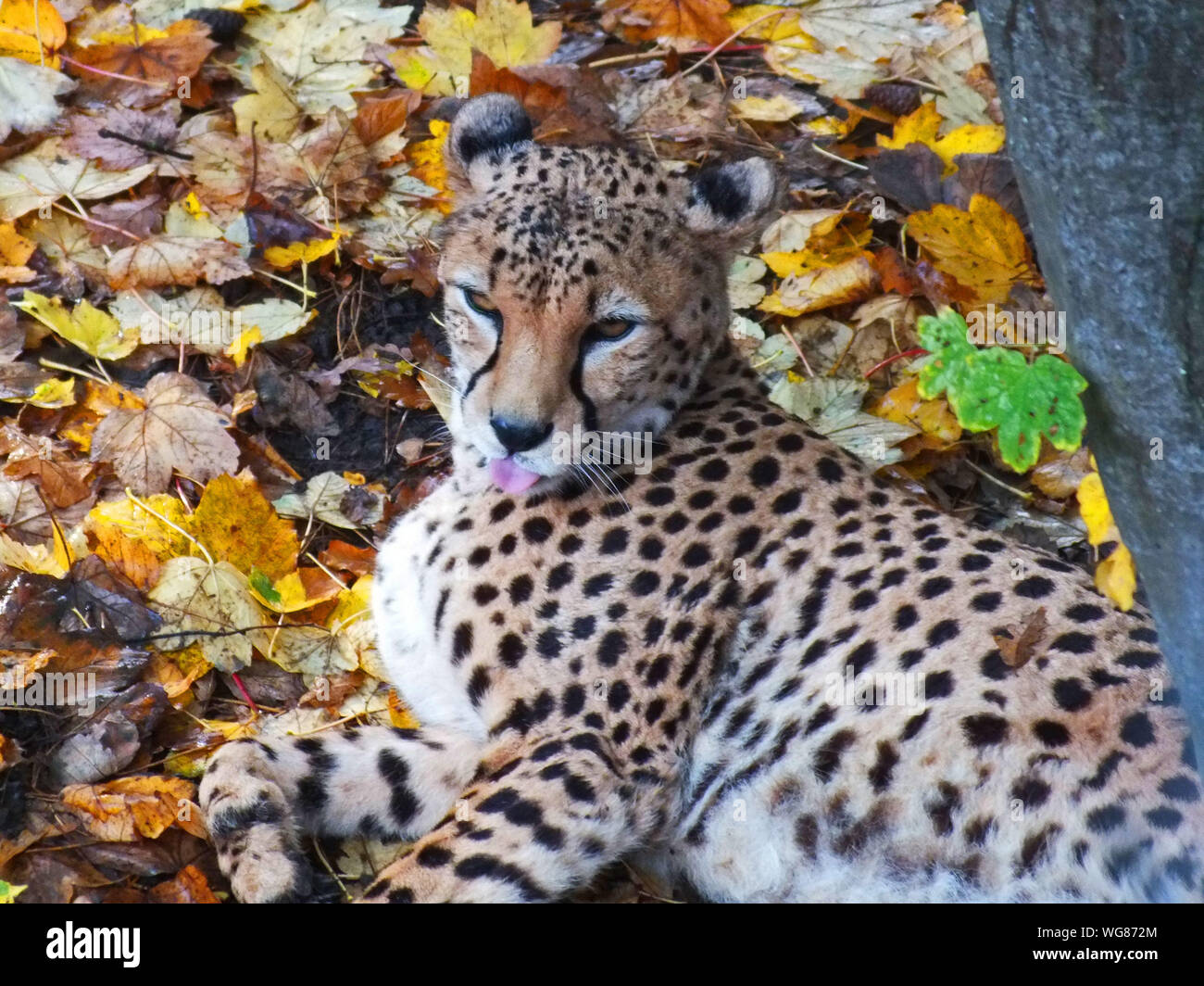 Animal lying down hi-res stock photography and images - Alamy