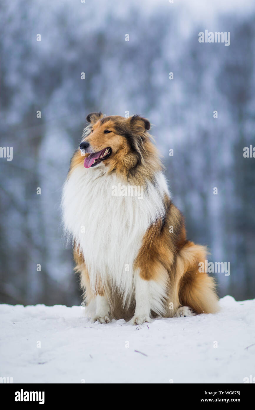 Adorable rough collie sitting outside at a winter Stock Photo - Alamy