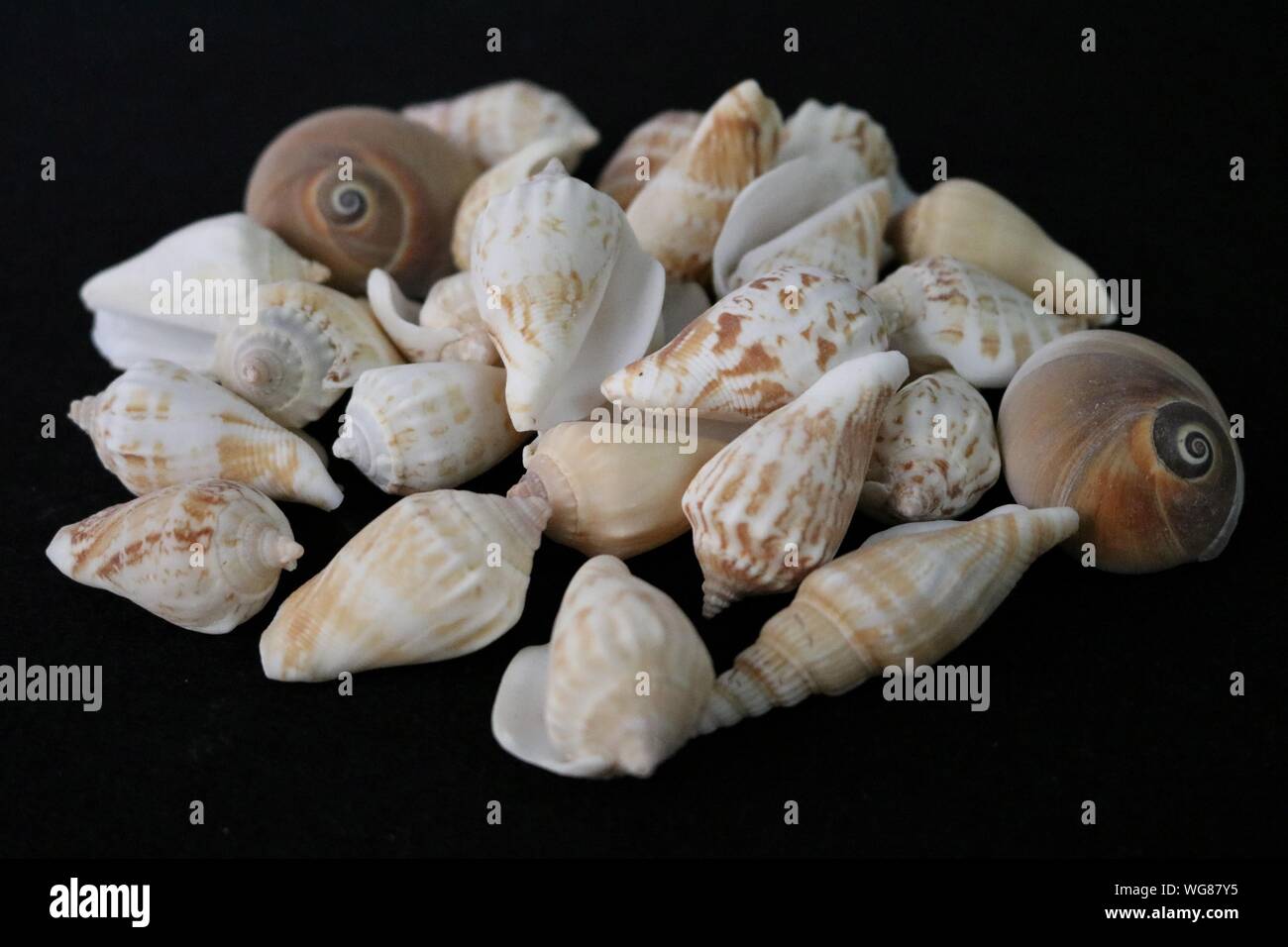 Conch shell black and white hi-res stock photography and images - Alamy