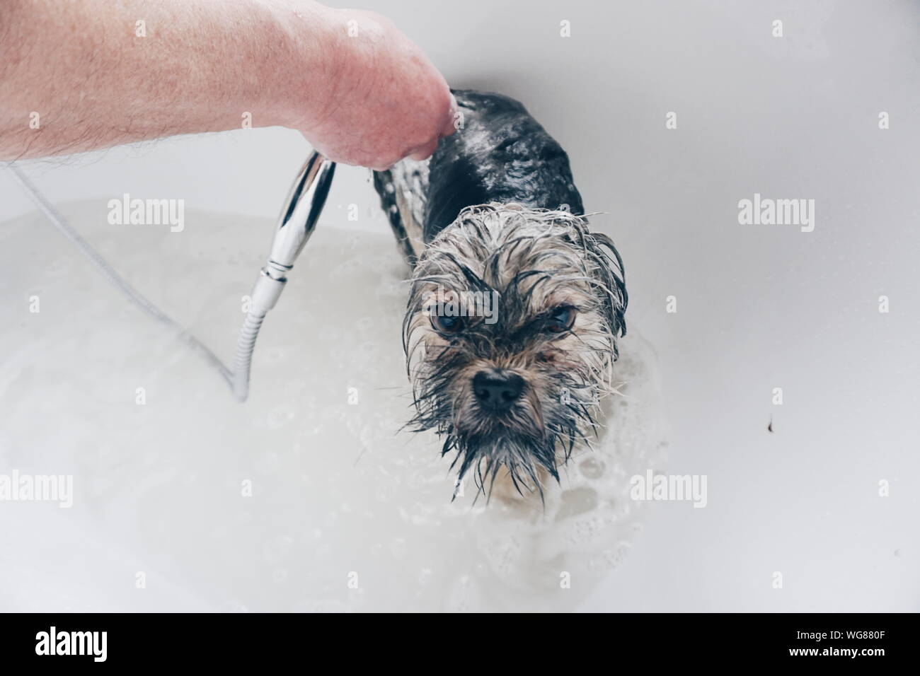Hand washing dog hi-res stock photography and images - Alamy