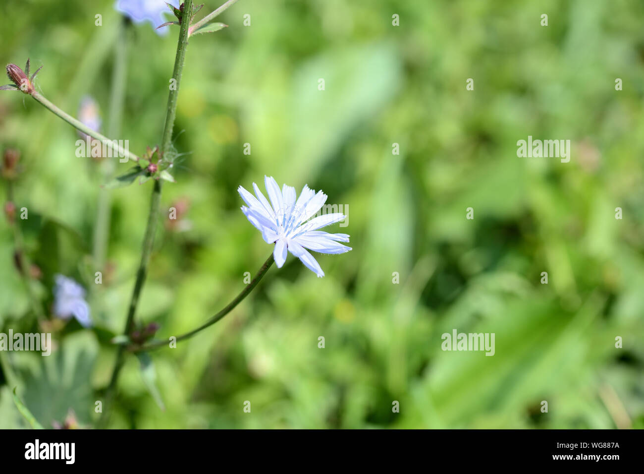 Blue chicory flower hi-res stock photography and images - Alamy