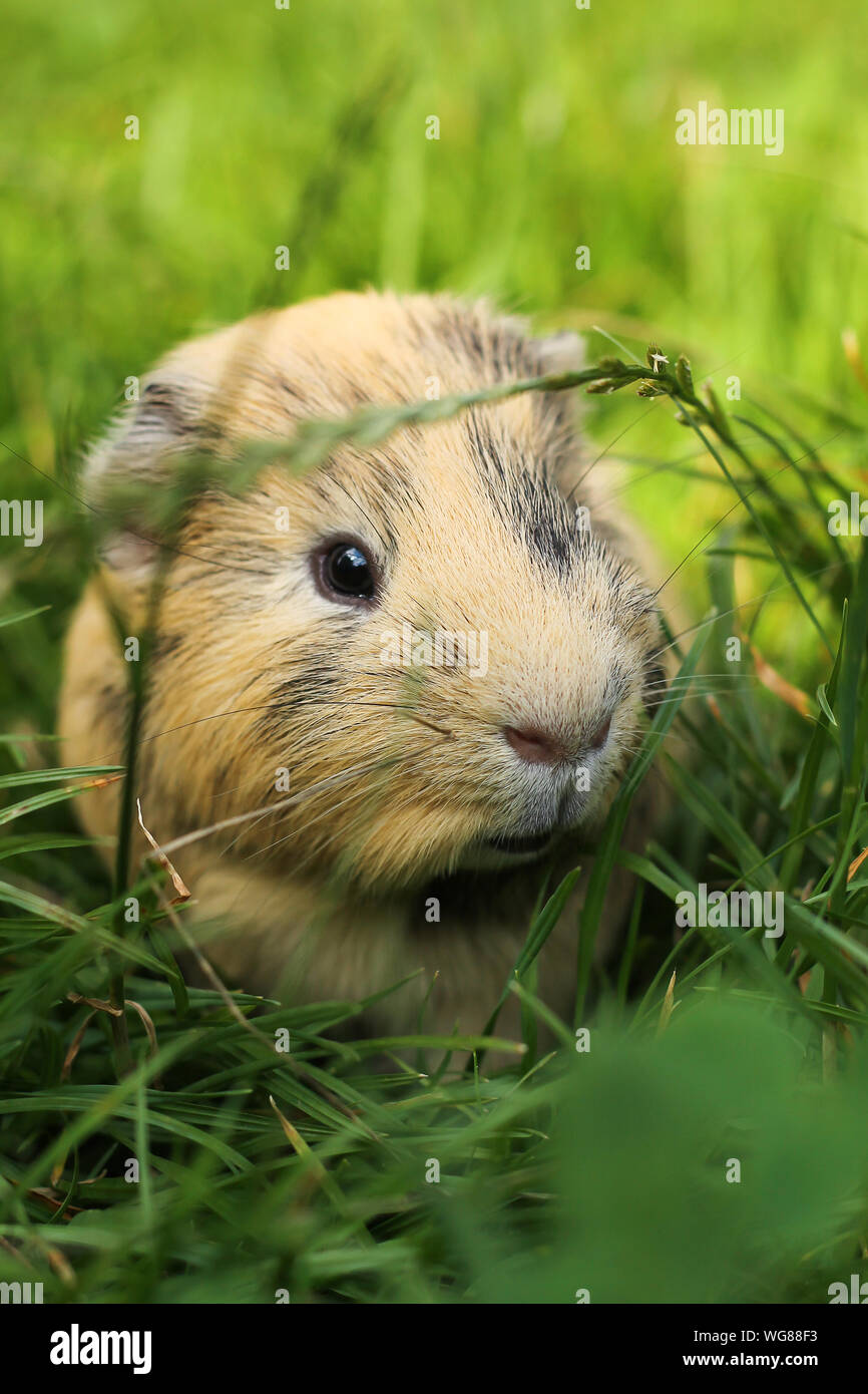 Adorable yellow ginger guinea pig mix breed at a grass, outside Stock ...