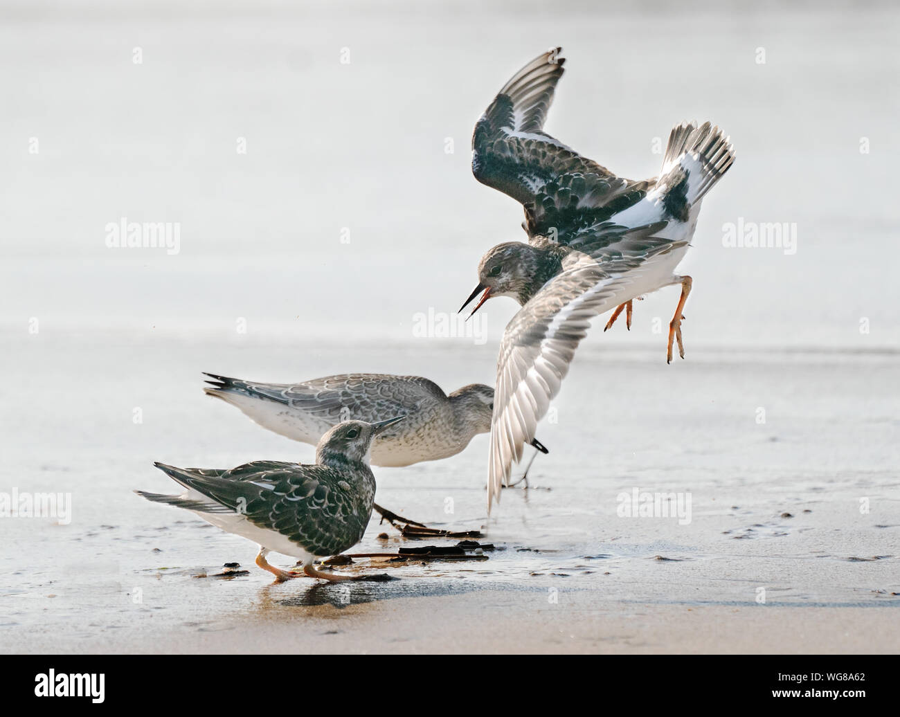 Another bird hi-res stock photography and images - Alamy