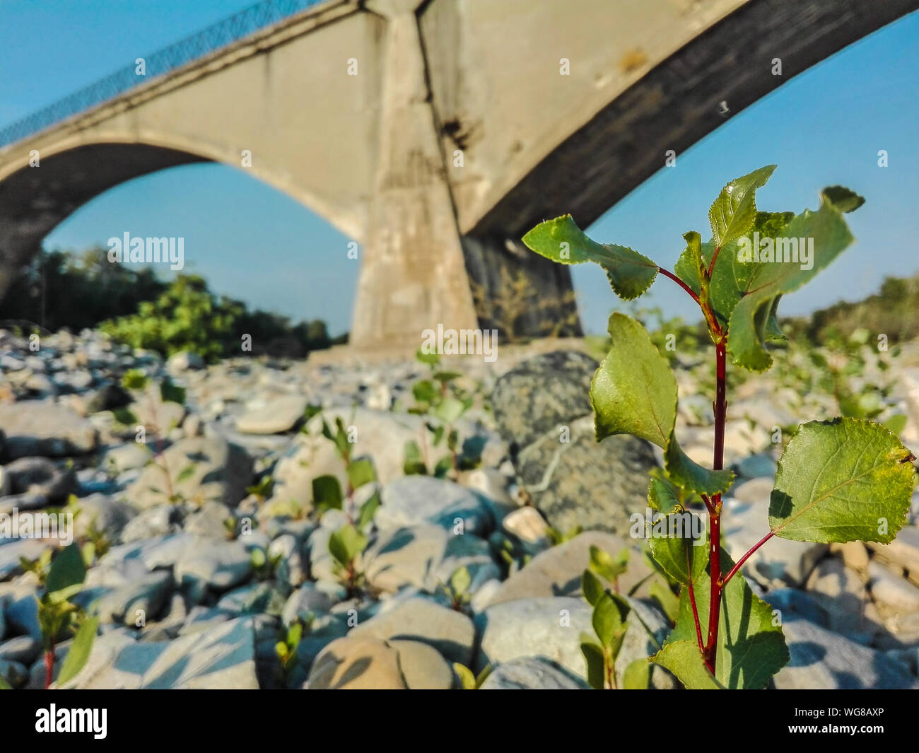 Growing through concrete hi-res stock photography and images - Alamy