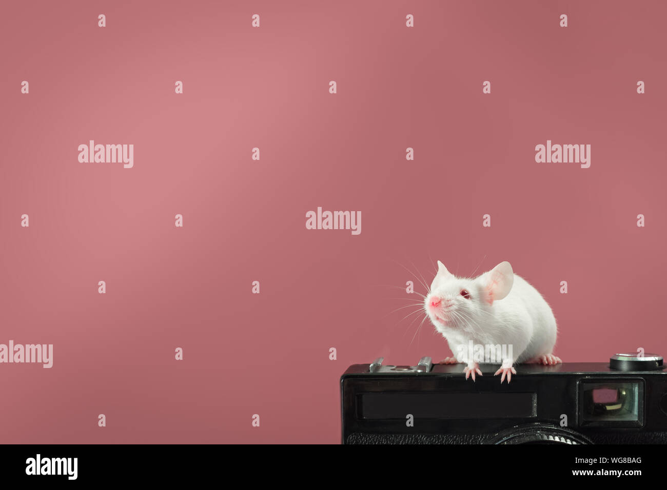White mouse looking at camera hi-res stock photography and images - Alamy