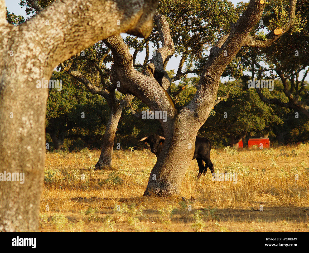 Bull oak hi-res stock photography and images - Alamy