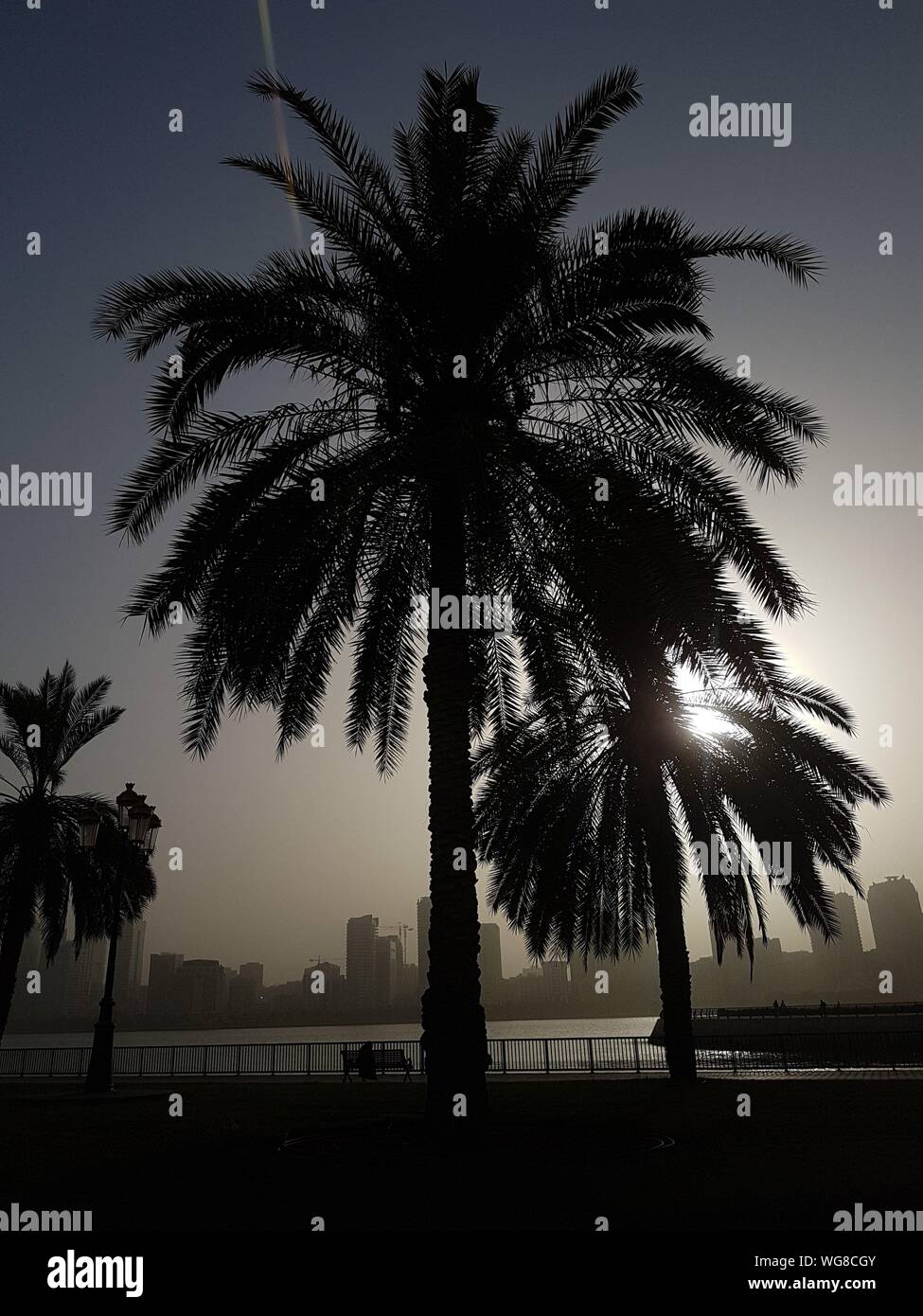 Night palm tree hi-res stock photography and images - Alamy