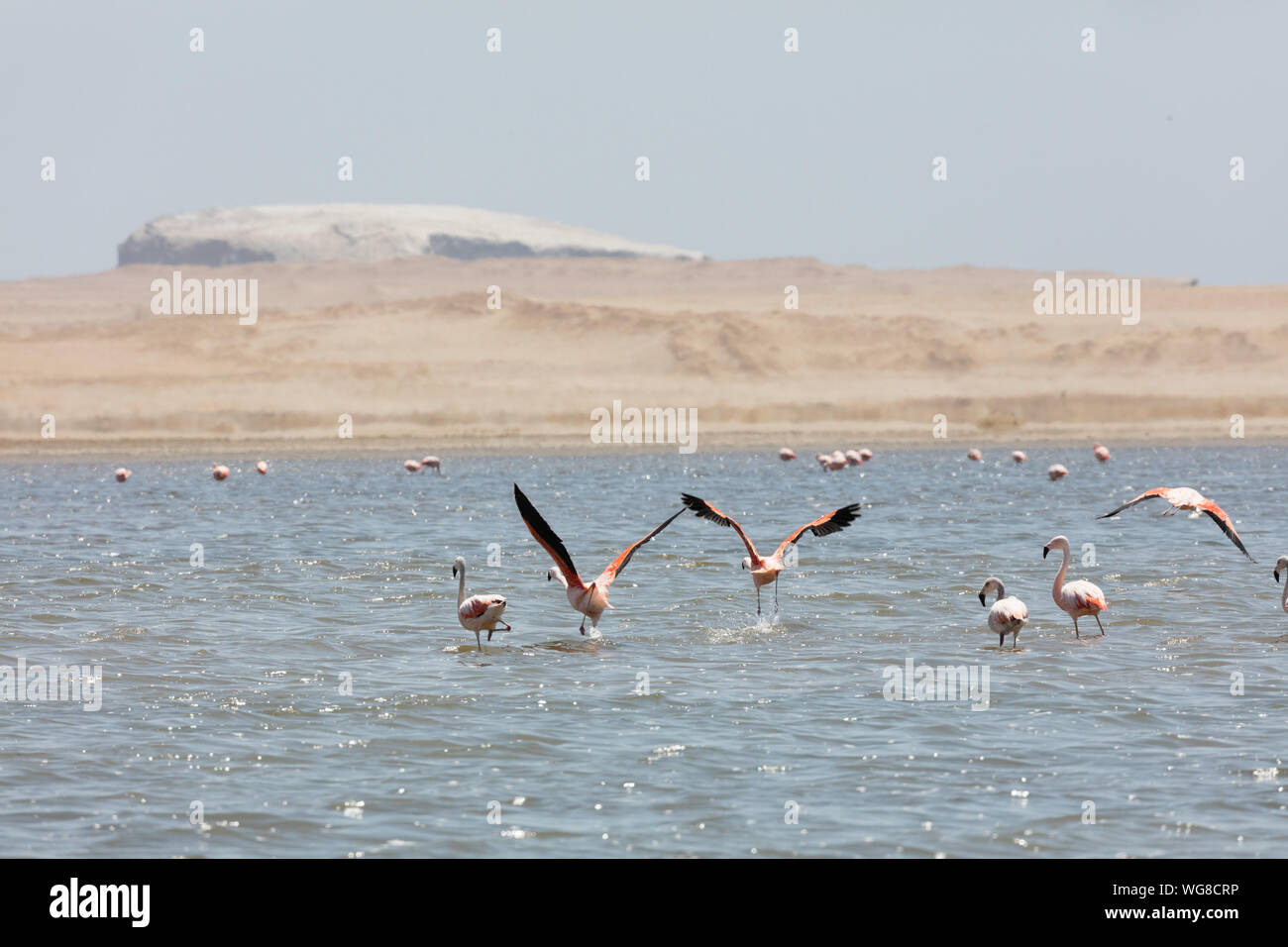 Flamingos chilenos in National reserve of Paracas, Peru Stock Photo - Alamy