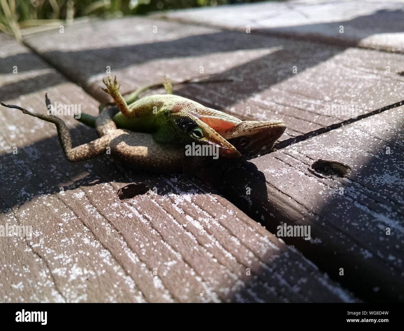 Lizard Fighting High Resolution Stock Photography and Images - Alamy