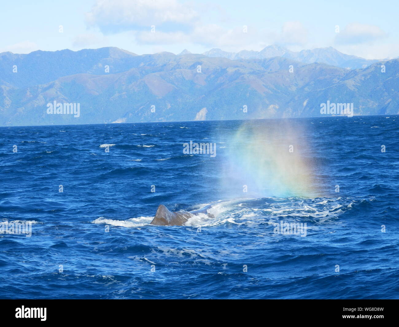 Whale Spraying Water High Resolution Stock Photography and Images - Alamy