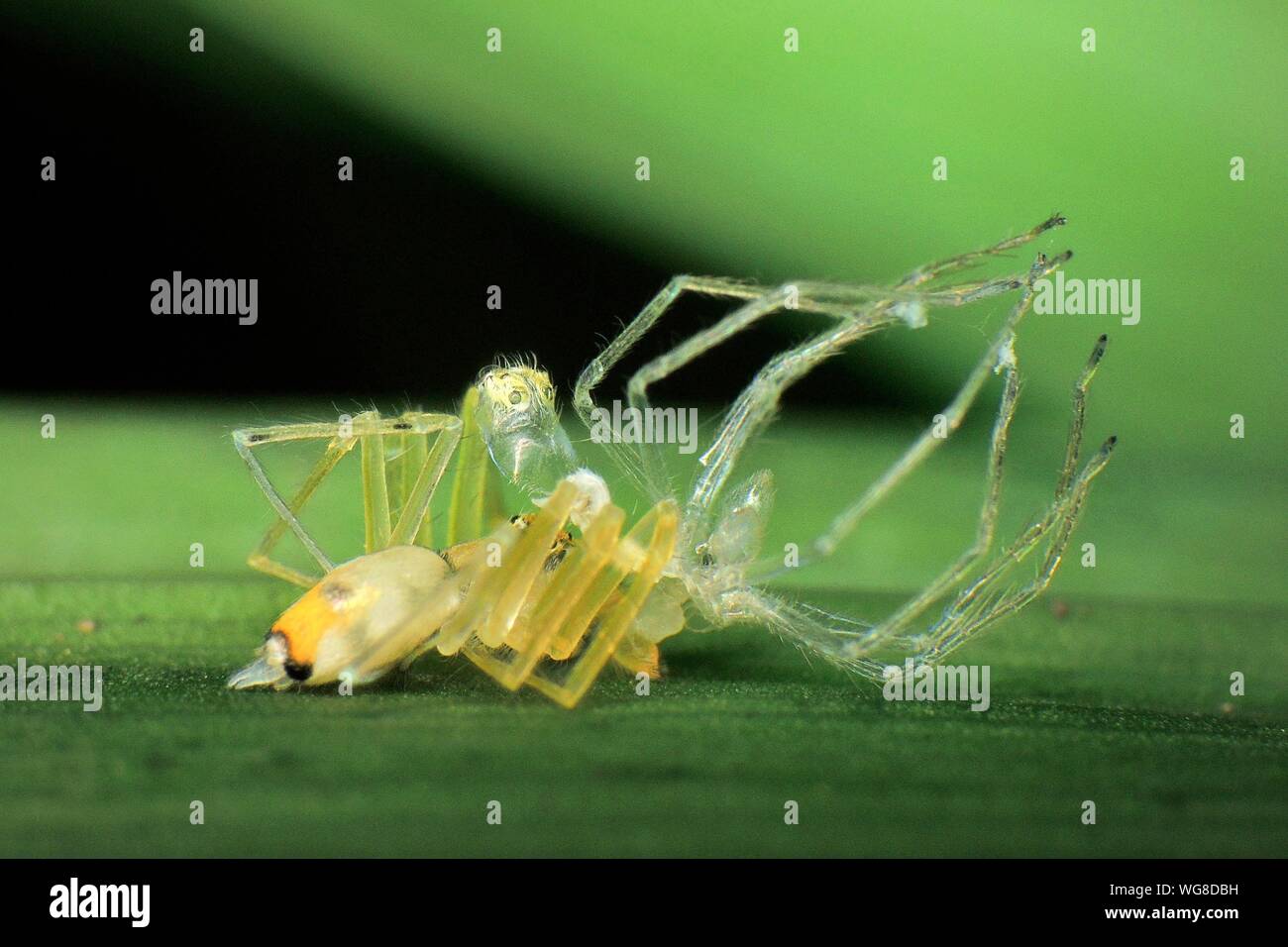 Spider skin shedding hi-res stock photography and images - Alamy