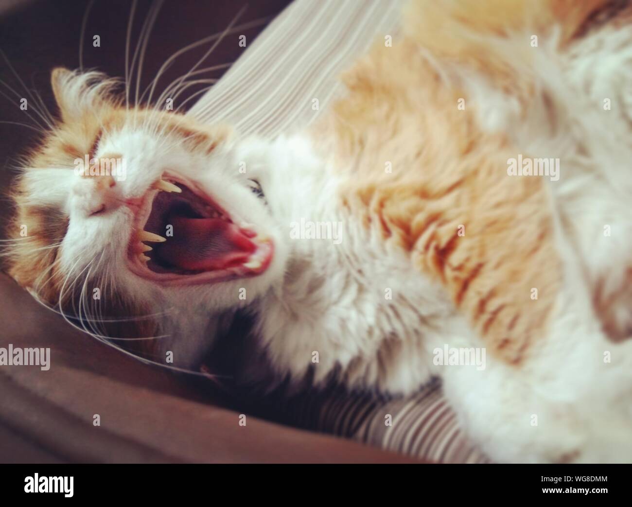 Pet yawning hi-res stock photography and images - Alamy