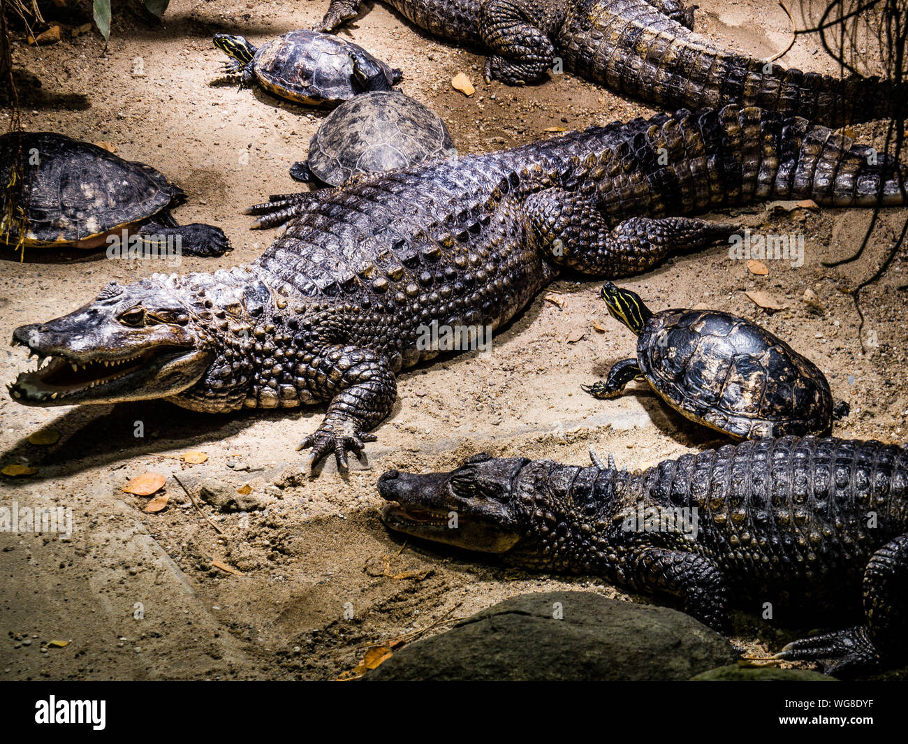 Alligator On Sand High Resolution Stock Photography and Images - Alamy