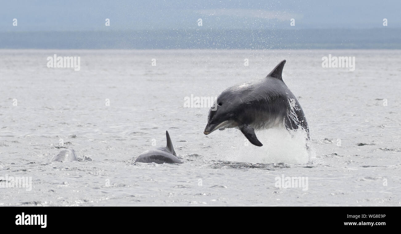 Breaching Bottlenose dolphin in the Cromarty Firth Stock Photo - Alamy