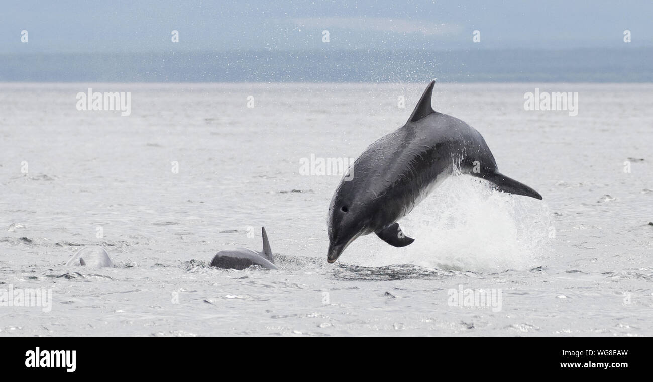 Highland dolphin hi-res stock photography and images - Alamy