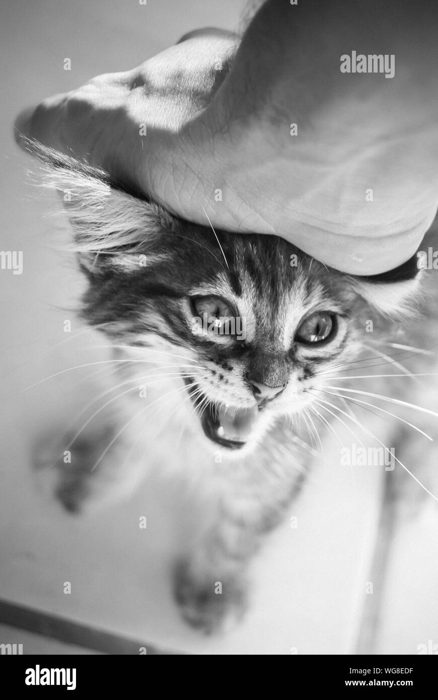 Patting hand hi-res stock photography and images - Alamy