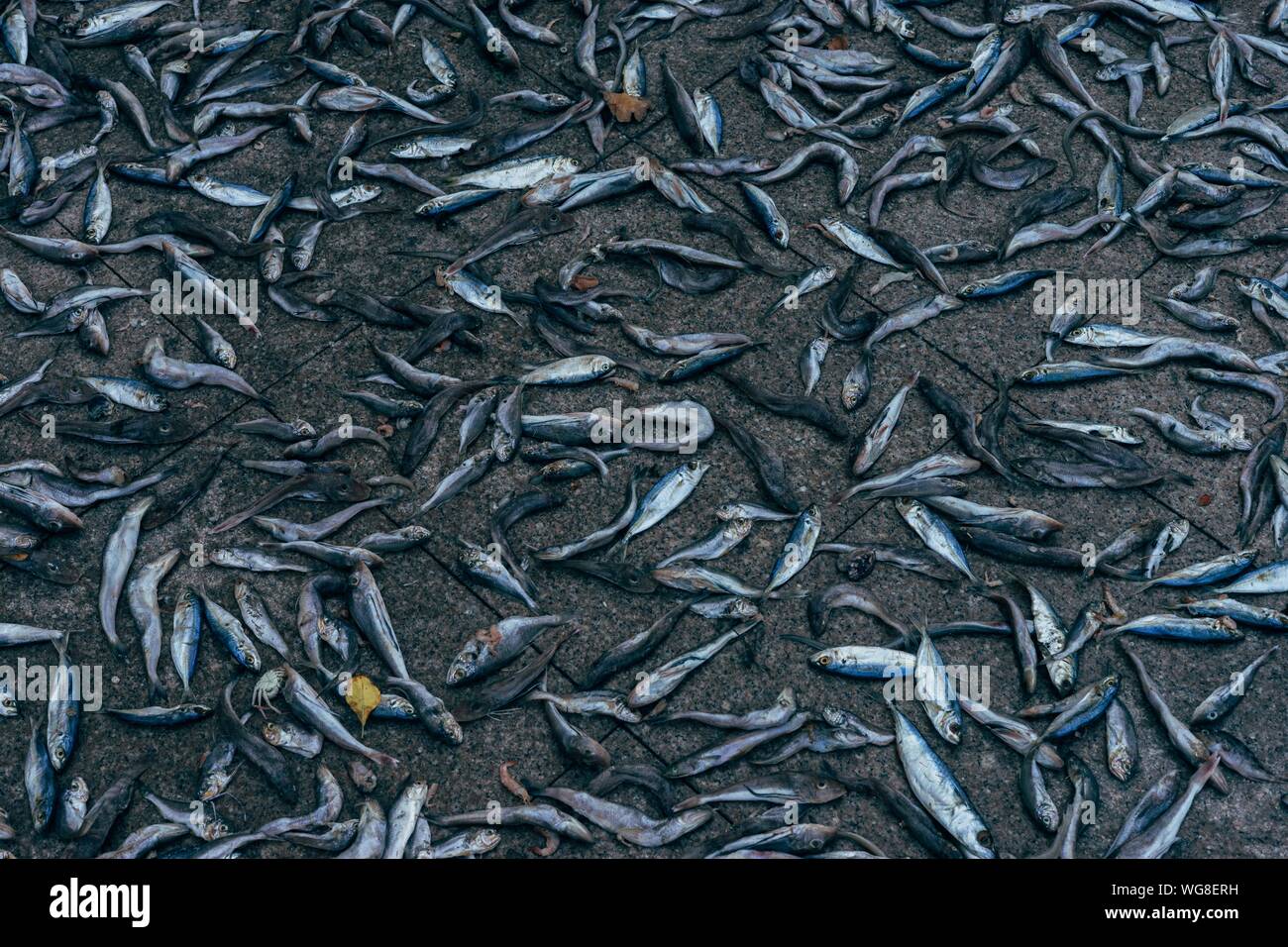 Fish Drying On Frame High Resolution Stock Photography and Images - Alamy