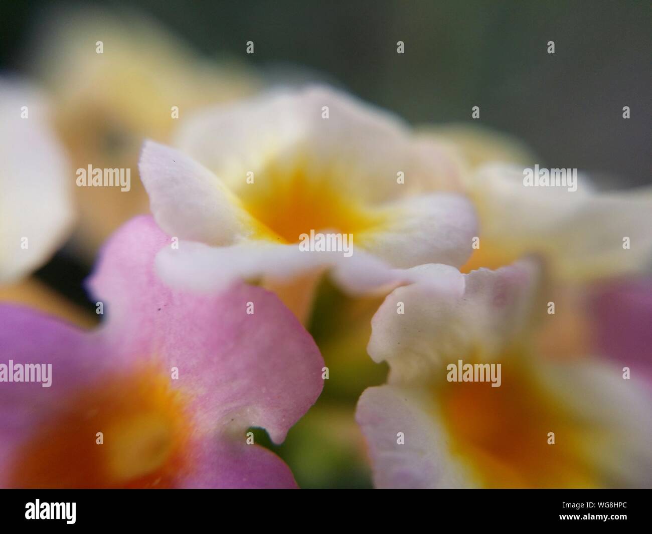 With detail of flowers hi-res stock photography and images - Alamy