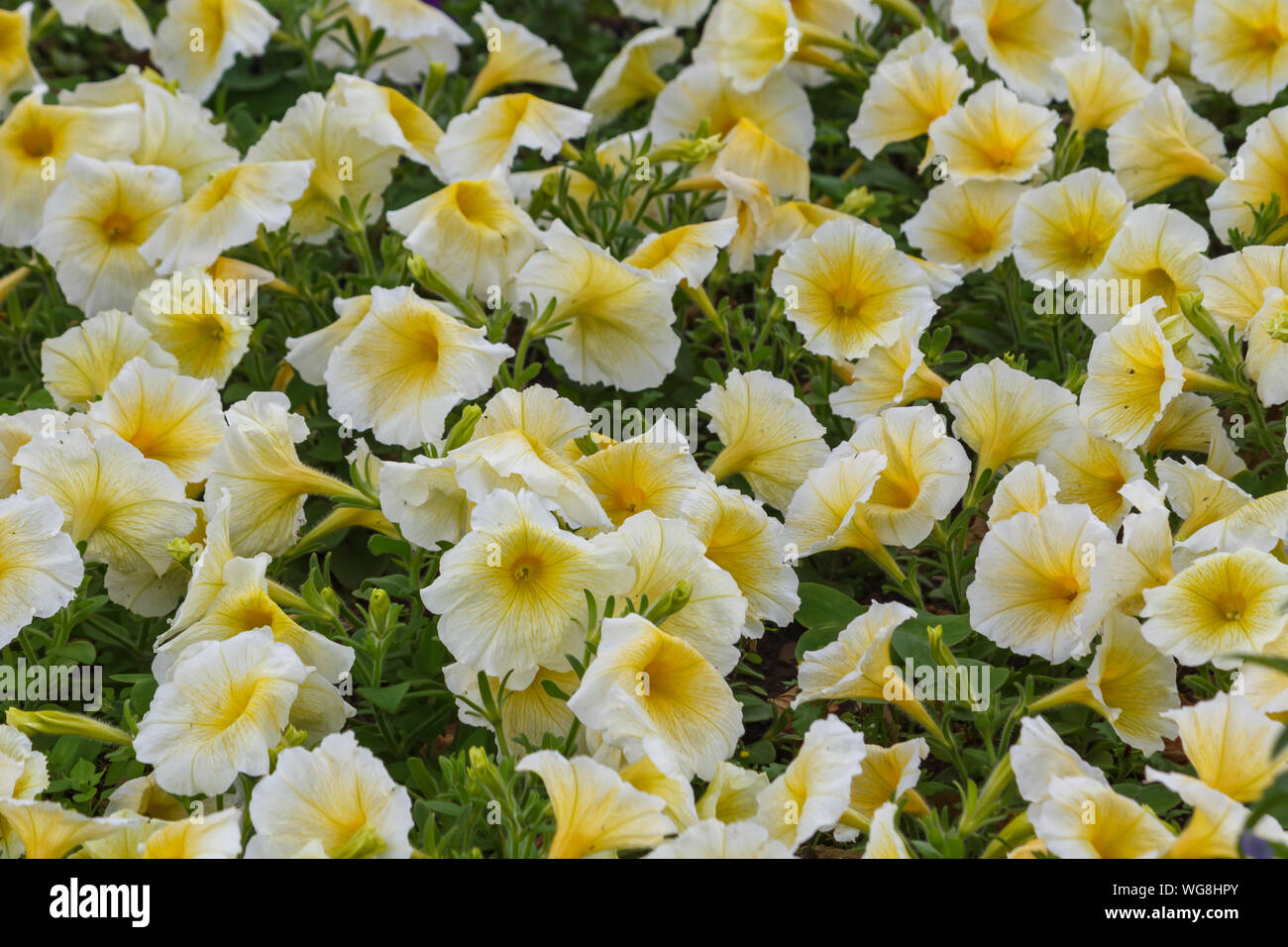 Multiple flower head hi-res stock photography and images - Alamy