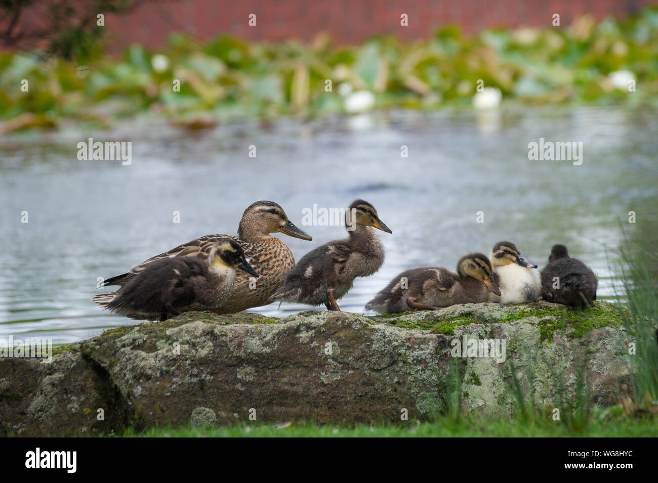 Ducks row hi-res stock photography and images - Alamy