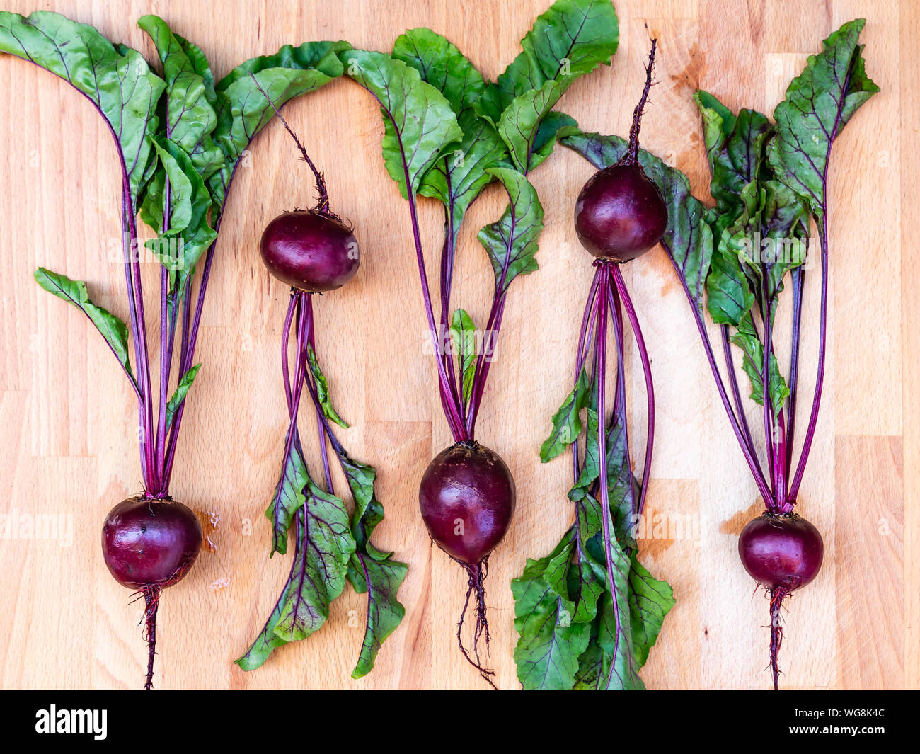 Fresh harvested red beets Crosbys Egyptian on a wooden shelf Stock ...
