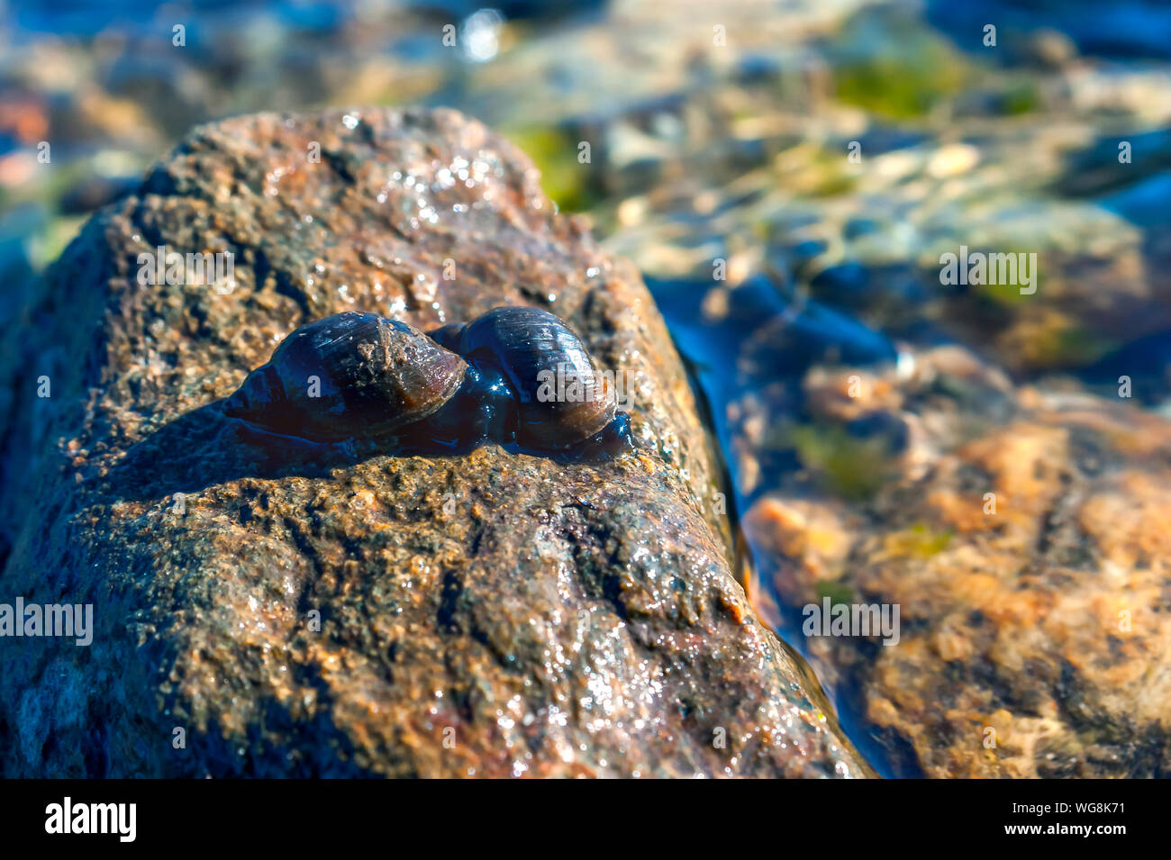 Pond snails hi-res stock photography and images - Alamy