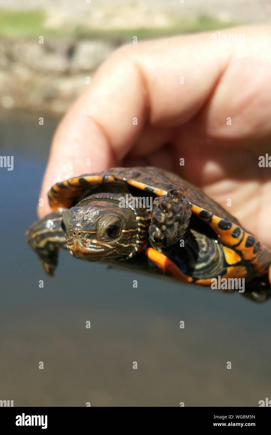 Cropped Hand Of Person Holding Sea Turtle Stock Photo - Alamy