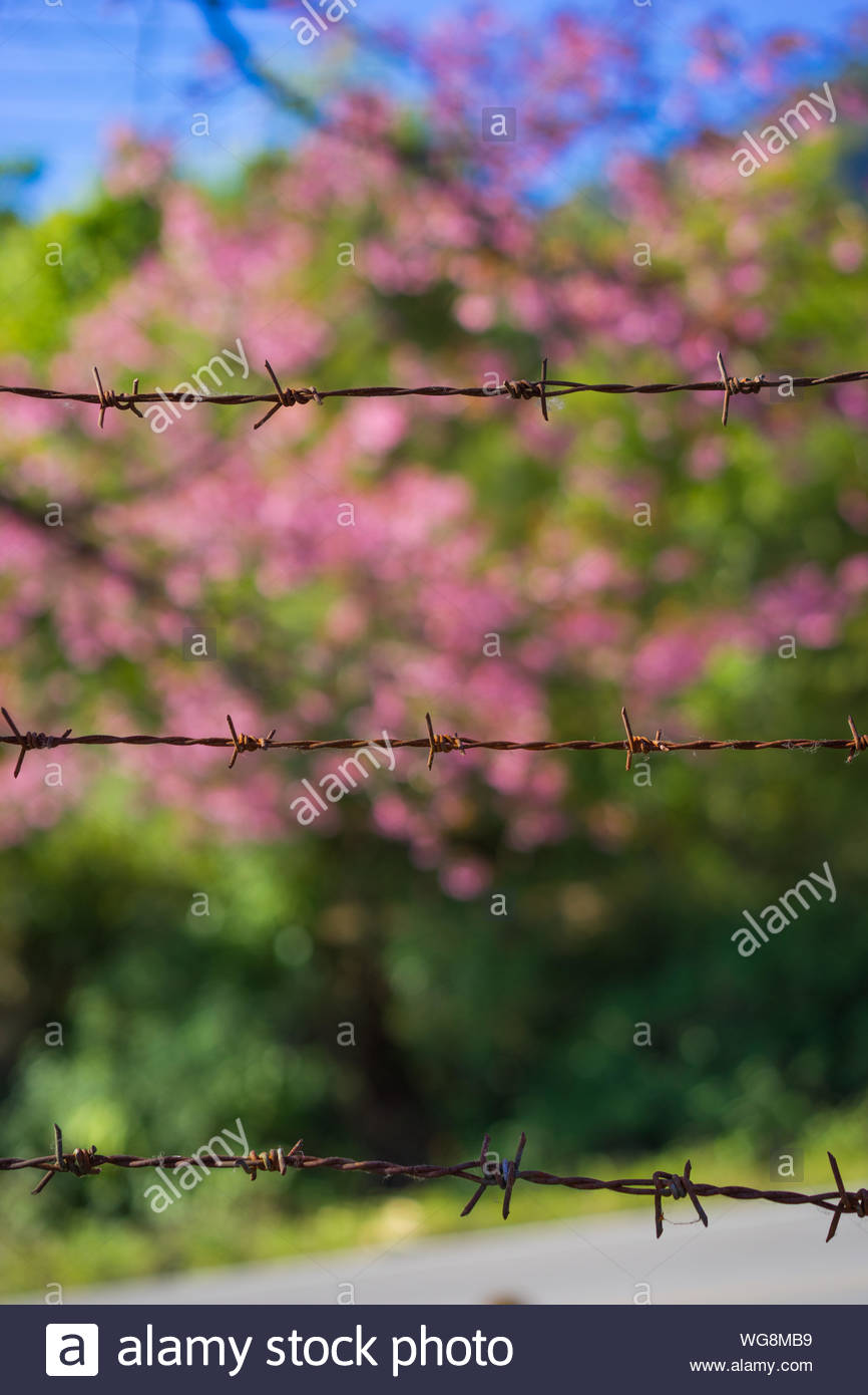 Barbed Wire And Tree Stock Photos & Barbed Wire And Tree Stock Images ...