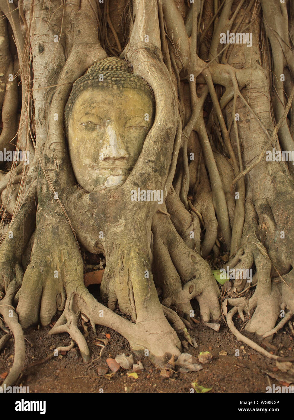 Tree trunk sculpture hi-res stock photography and images - Alamy