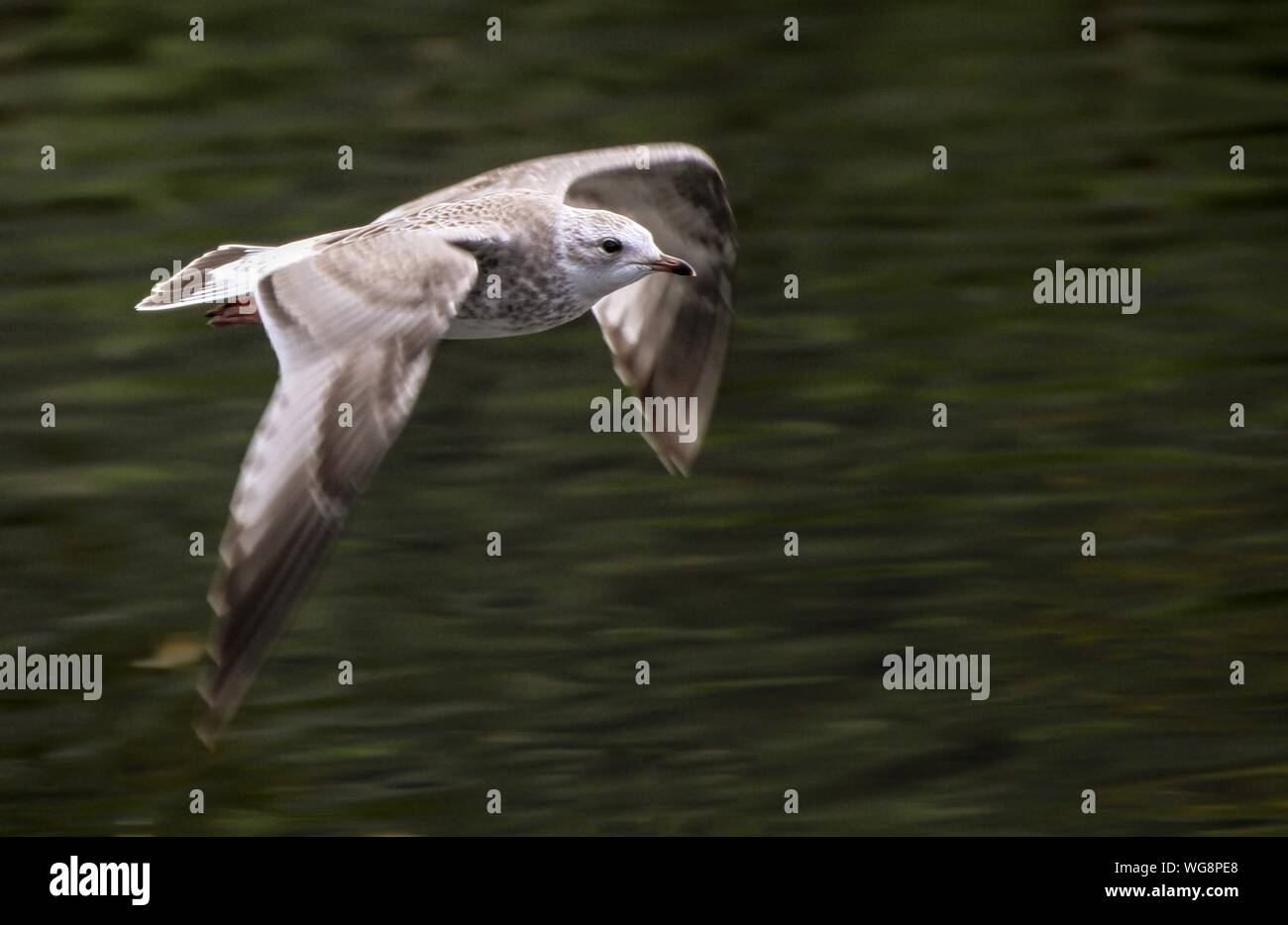 Bird flying close to water hi-res stock photography and images - Alamy