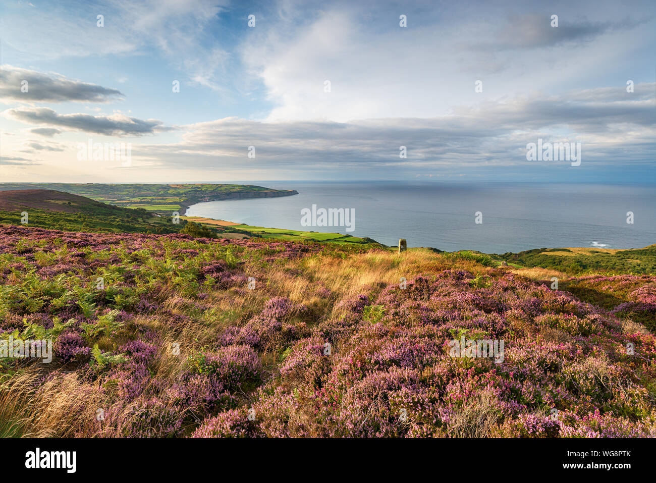 Purple heather in bloom on the North York Moors National Park in ...